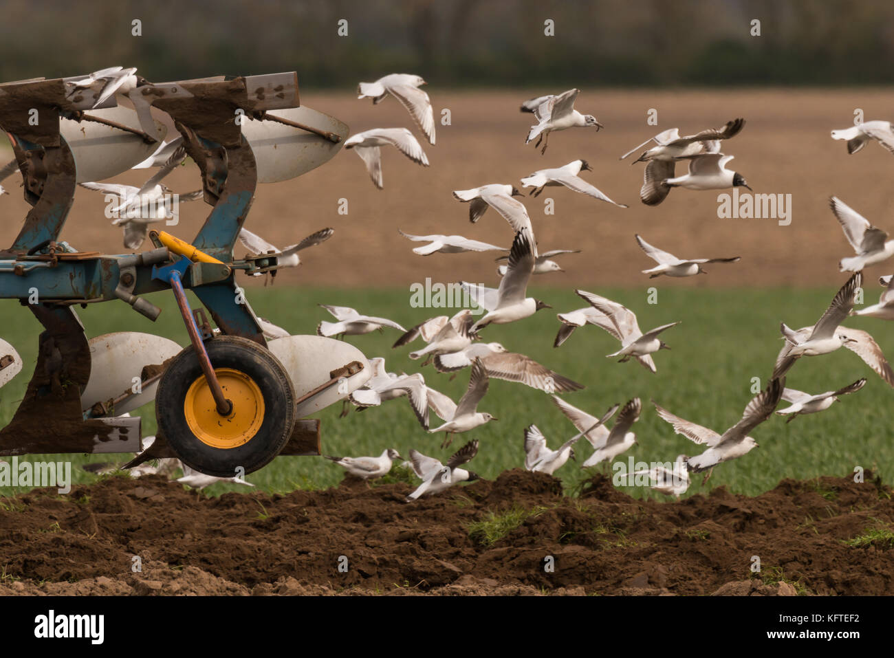 Tractor with plow with gulls on a field in germany Stock Photo - Alamy