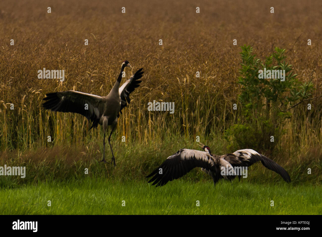 Dancing cranes hi-res stock photography and images - Alamy