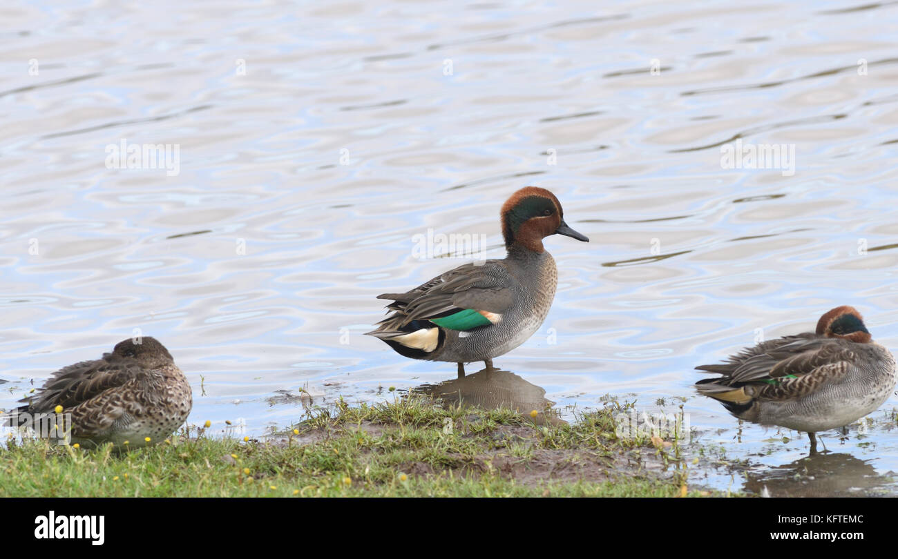 Two male and a female teal (Anas crecca) by a pond. Bowling Green Marsh ...