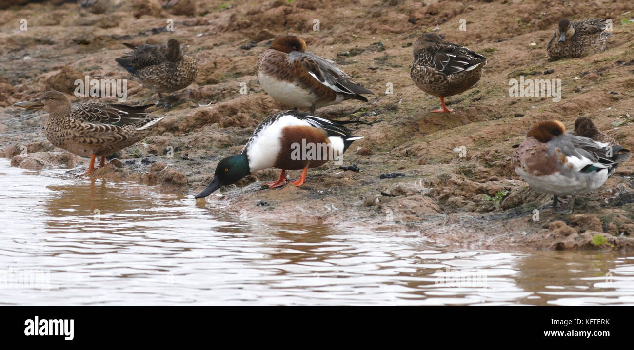Male and female shoveller (Anas clypeata) sample the water while male ...