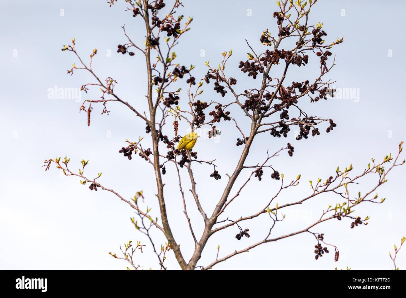 Yellow warbler (Setophaga petechia), perched in a tree on the shores of ...