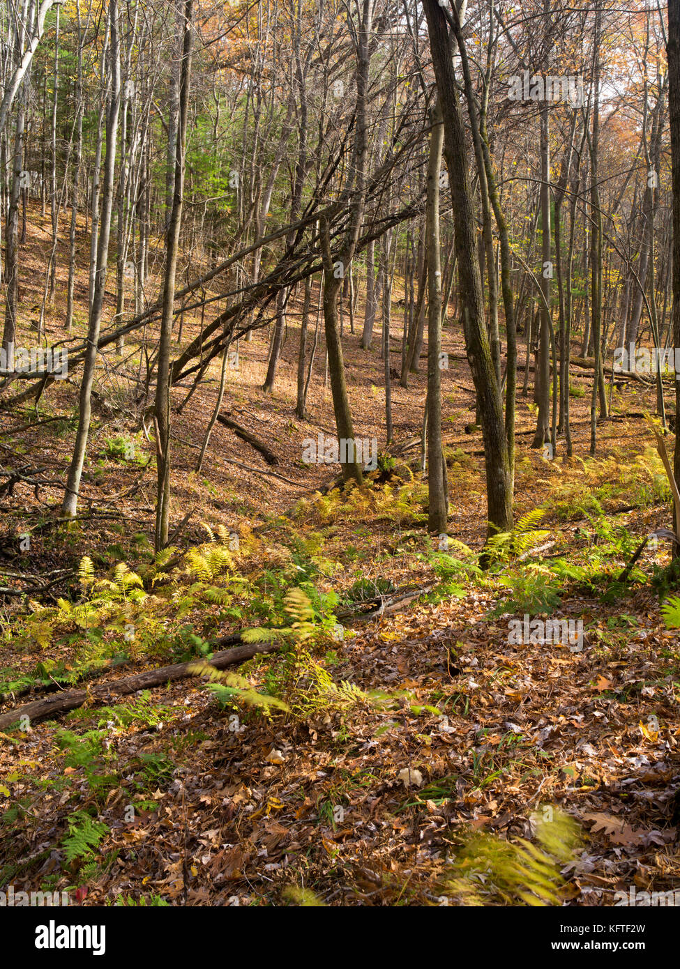 Image from a walk in the woods at the Dells of the Wisconsin State ...