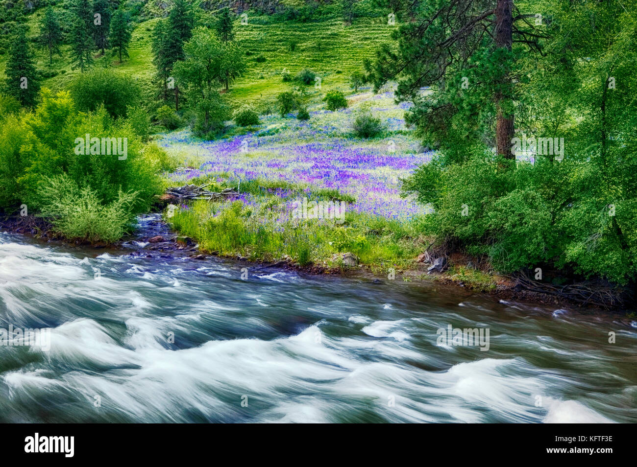 A species of Phacelia and the Imnaha River, Hell's Canyon National ...