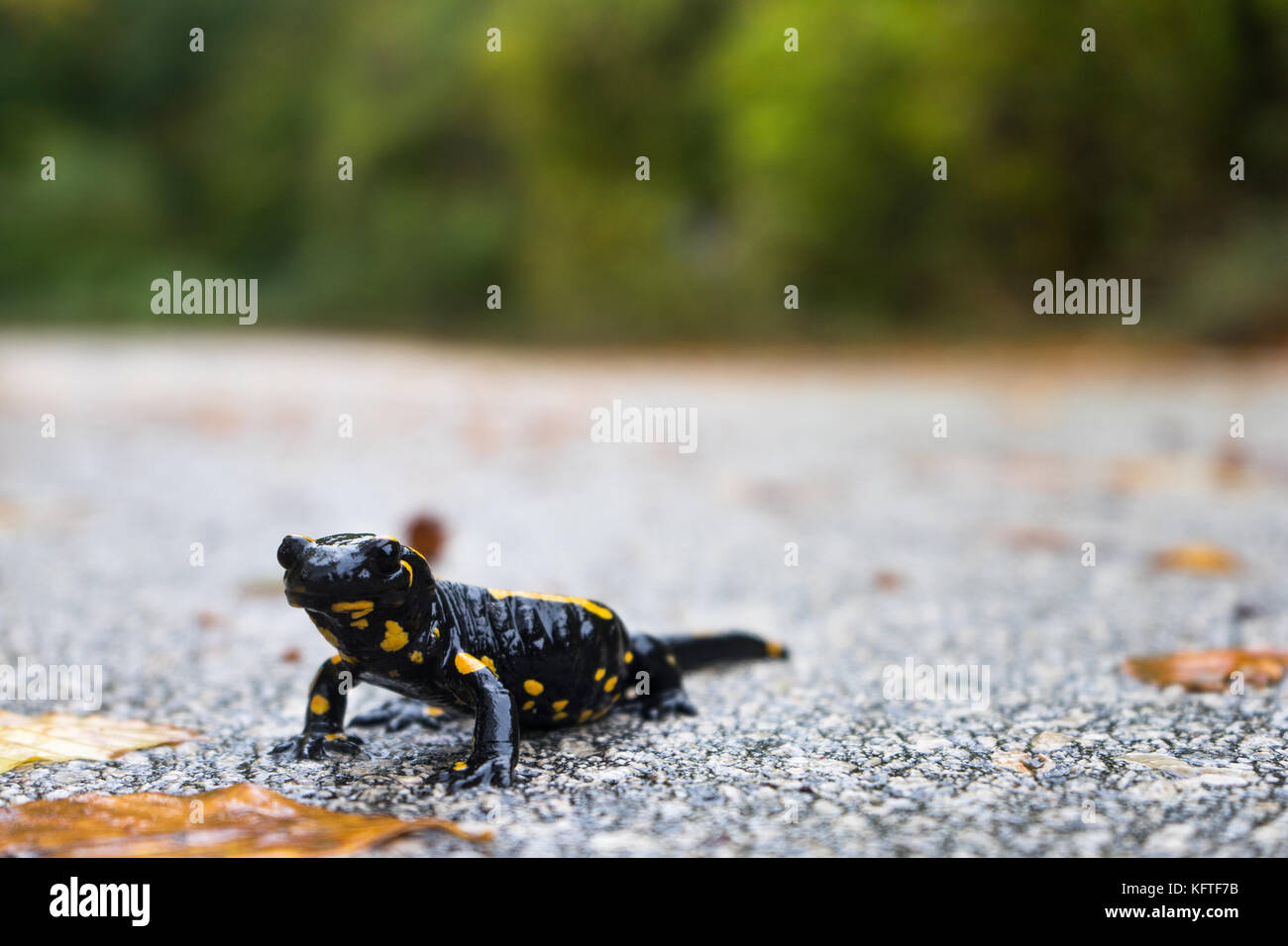 Fire salamander in the nature Stock Photo - Alamy