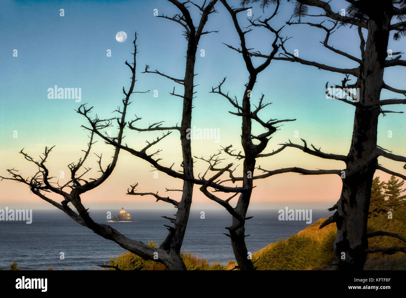 Moon framed by branches hi-res stock photography and images - Alamy
