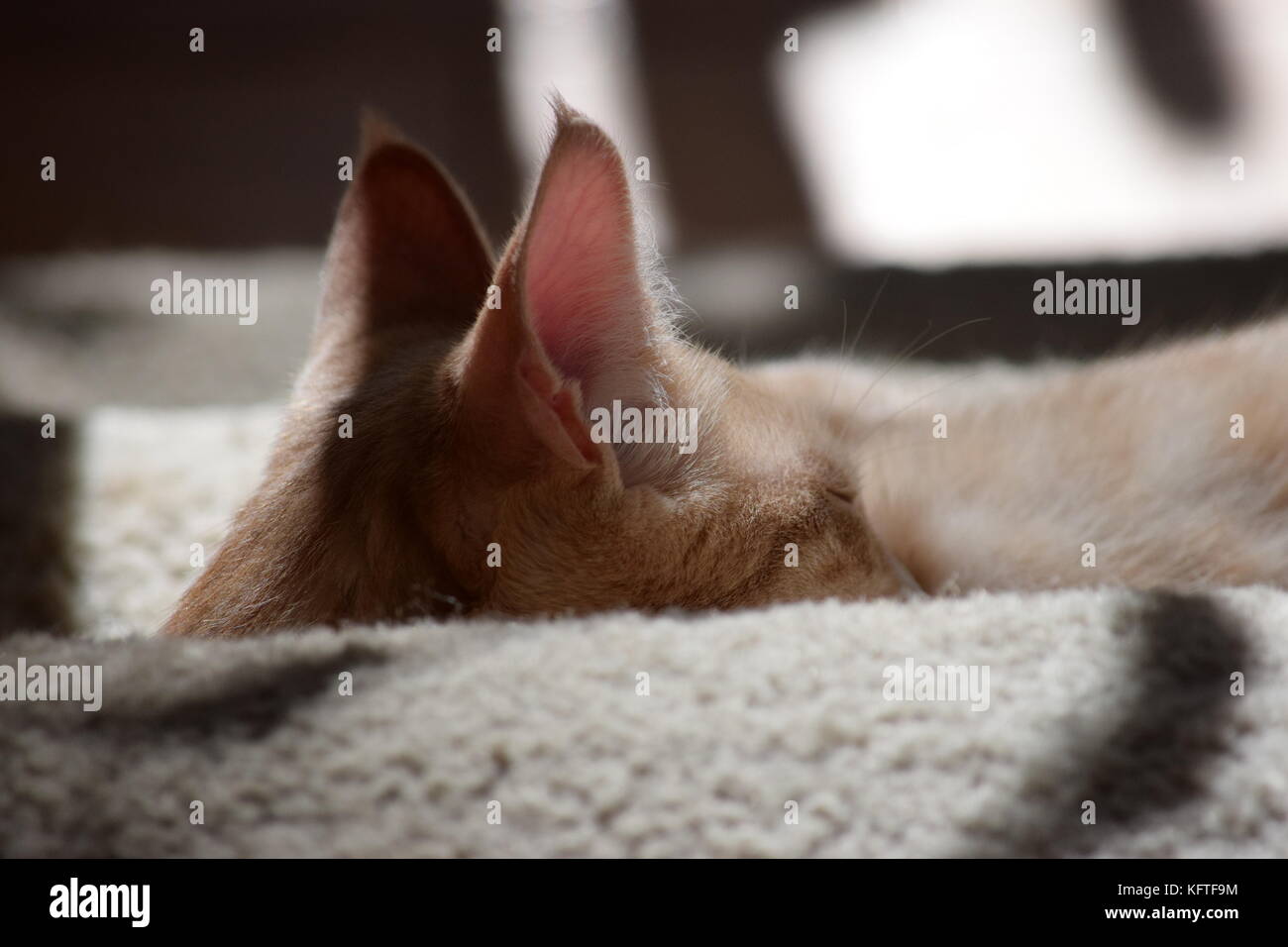 Cat sleeping in sun on hi-res stock photography and images - Alamy