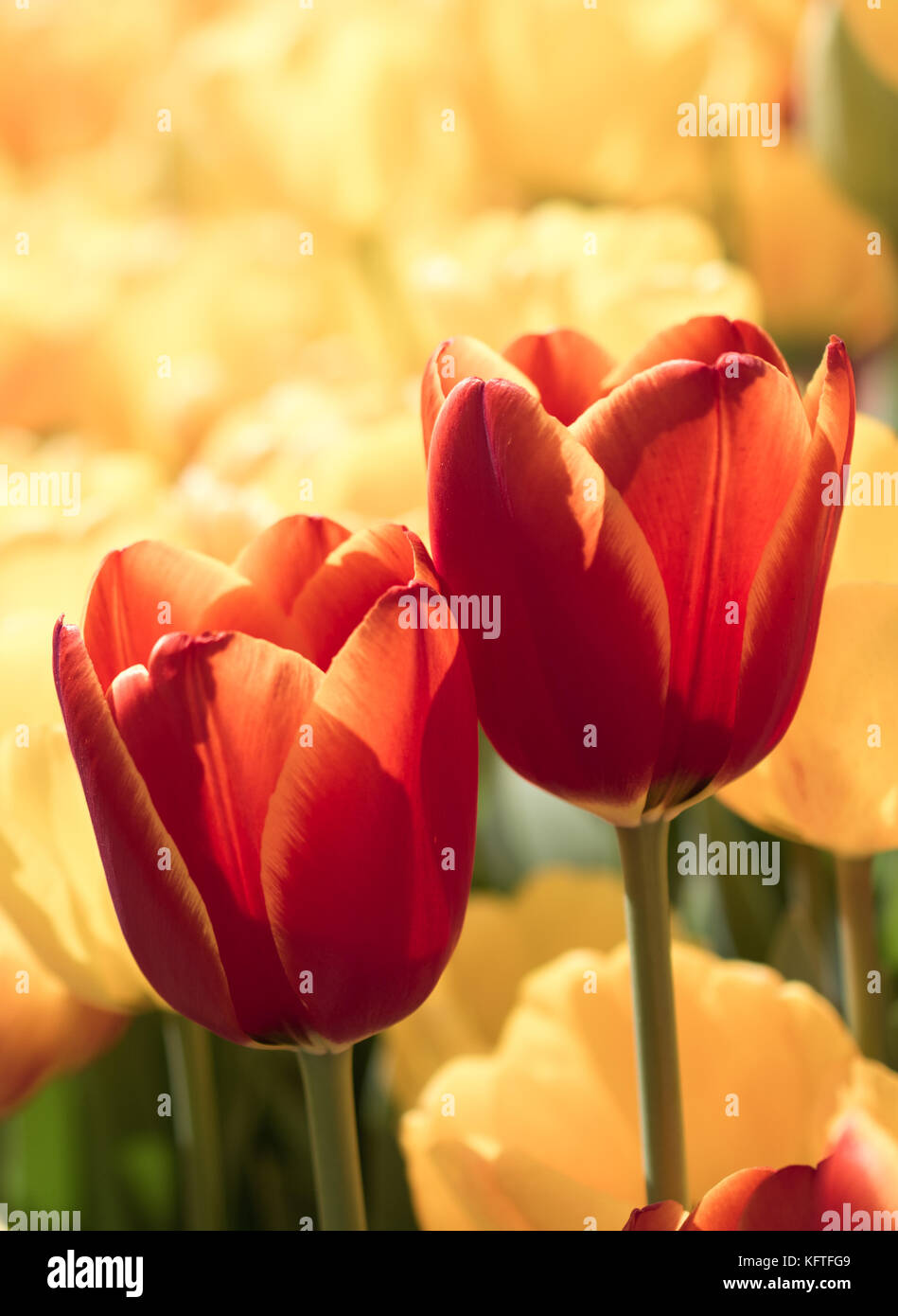 Tulip Flowers Blooming in Spring Season Stock Photo - Alamy