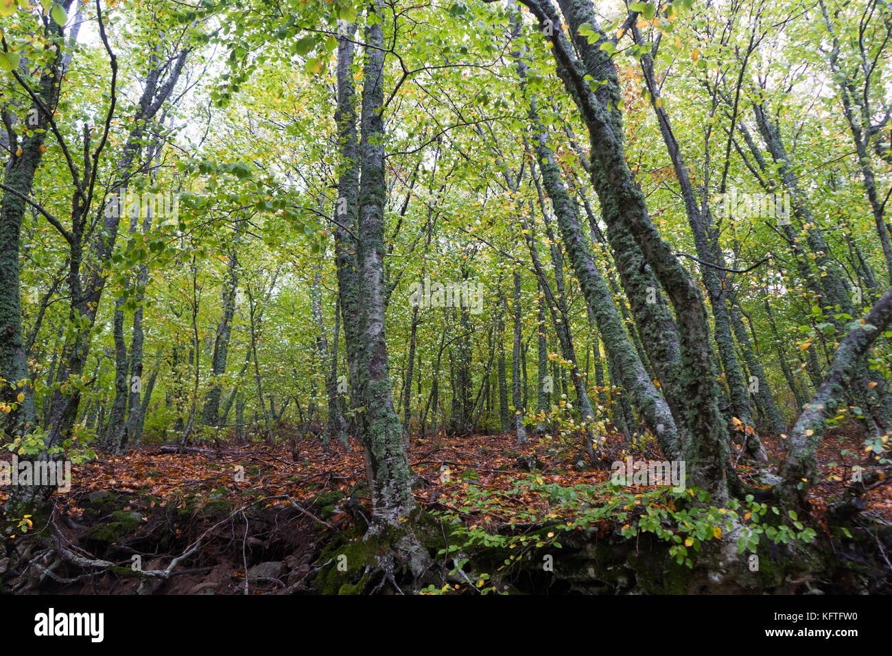 Autumn forest, beautiful nature background Stock Photo - Alamy