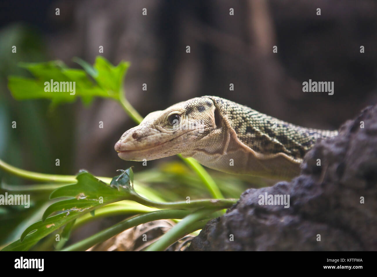 Lizard on exhibit at San Diego Zoo, San Diego CA USA Stock Photo - Alamy