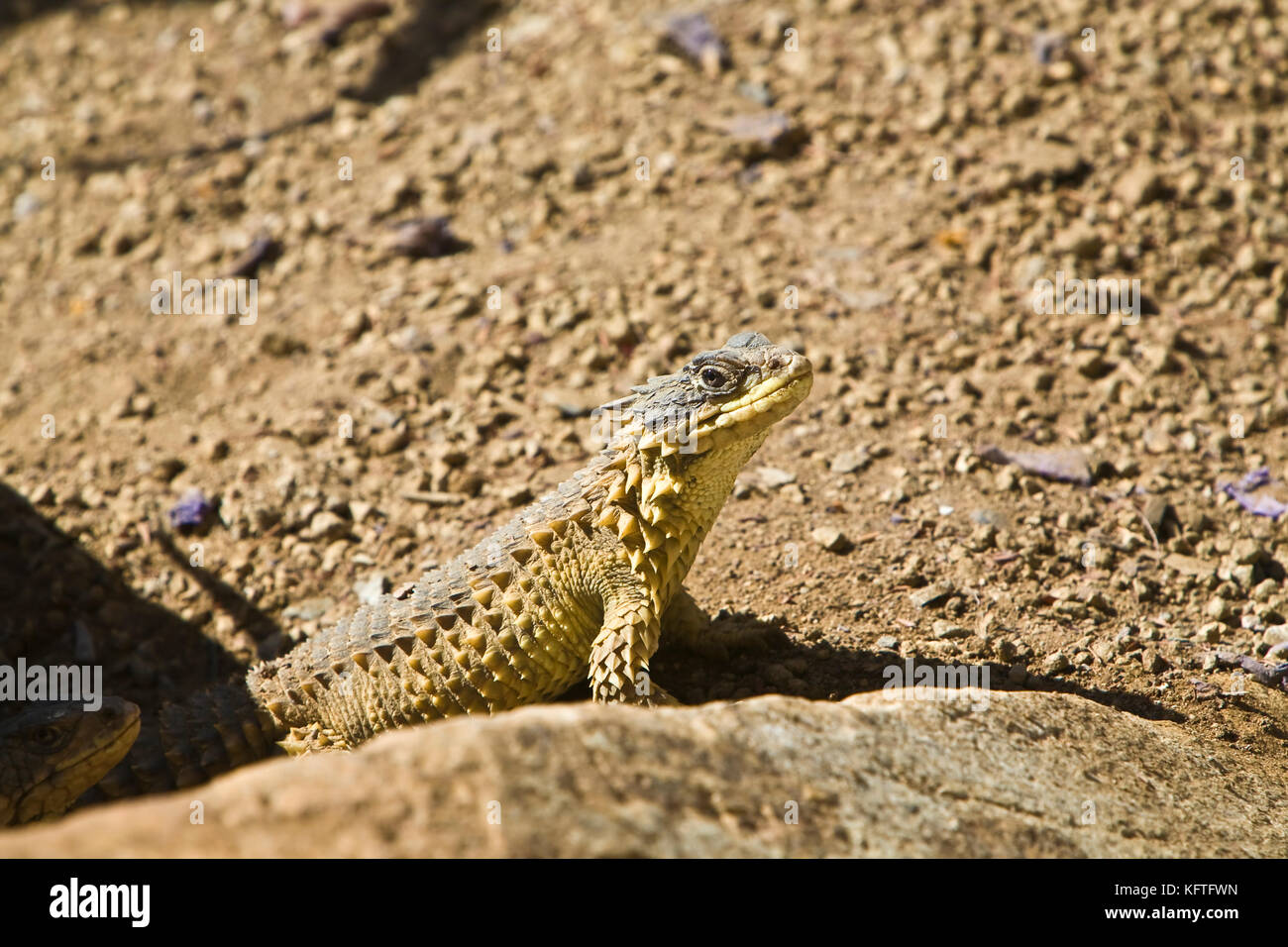 Sungazer lizard on exhibit at San Diego Zoo, San Diego CA USA. Cordylus ...
