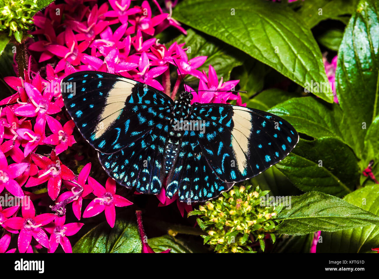 Red cracker butterfly hi-res stock photography and images - Alamy