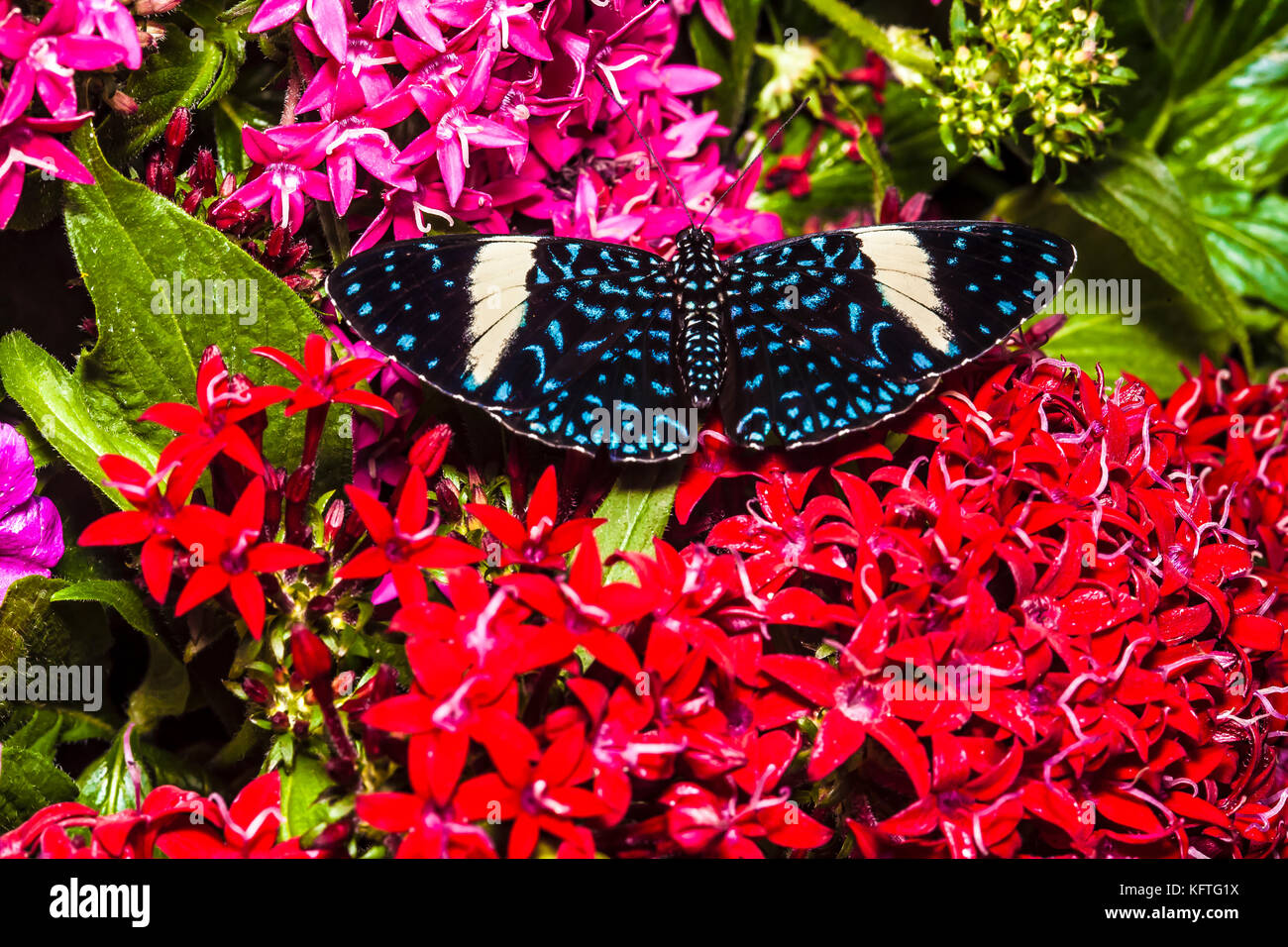 Red cracker butterfly hi-res stock photography and images - Alamy