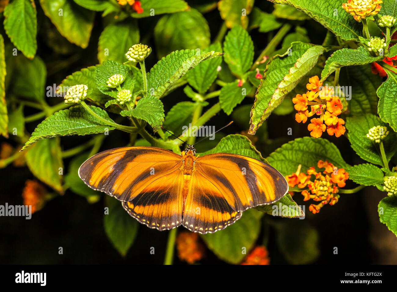 Banded orange heliconian butterfly hi-res stock photography and images ...