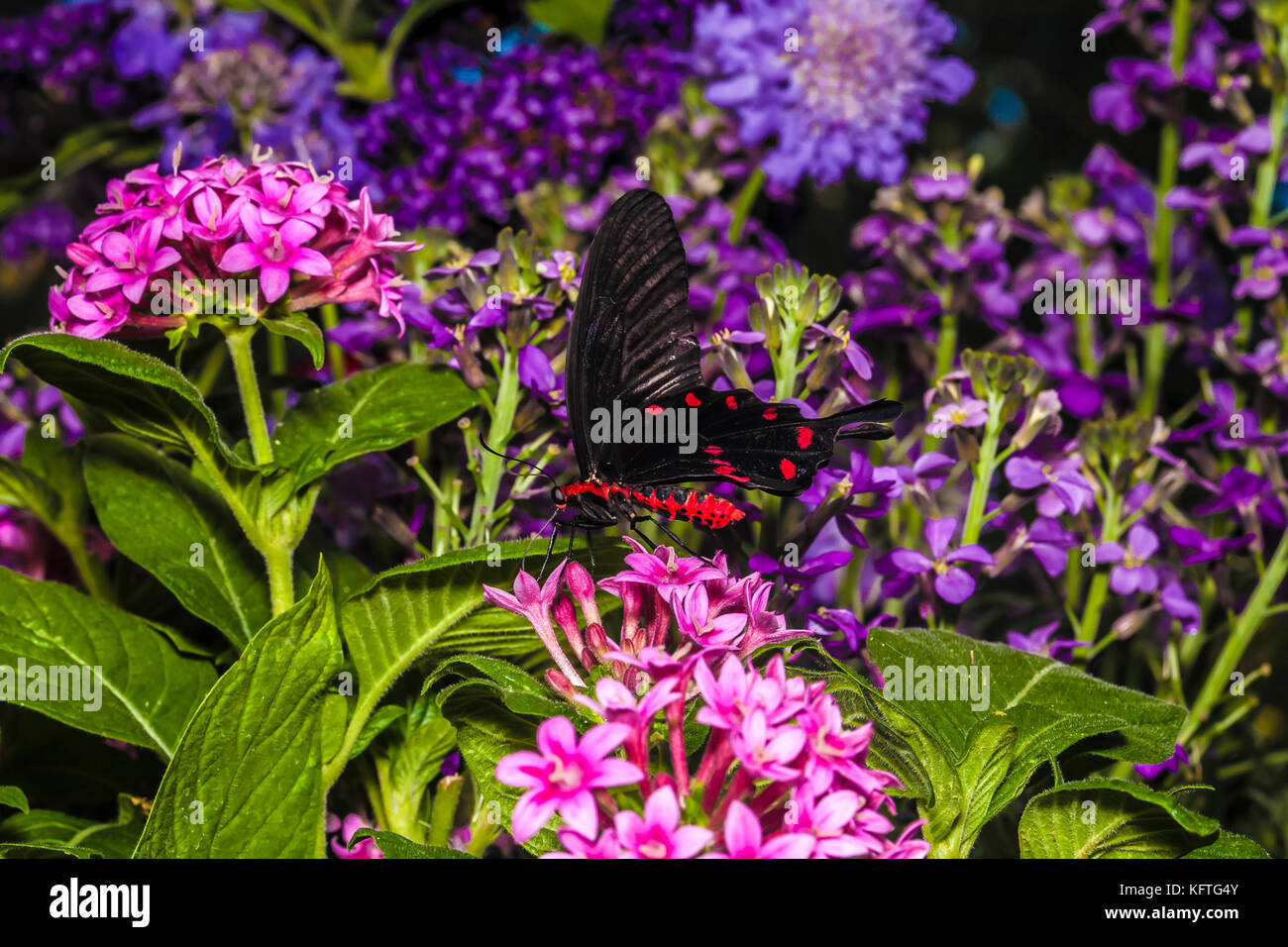 swallowtail butterfly on colorful flowers Stock Photo - Alamy