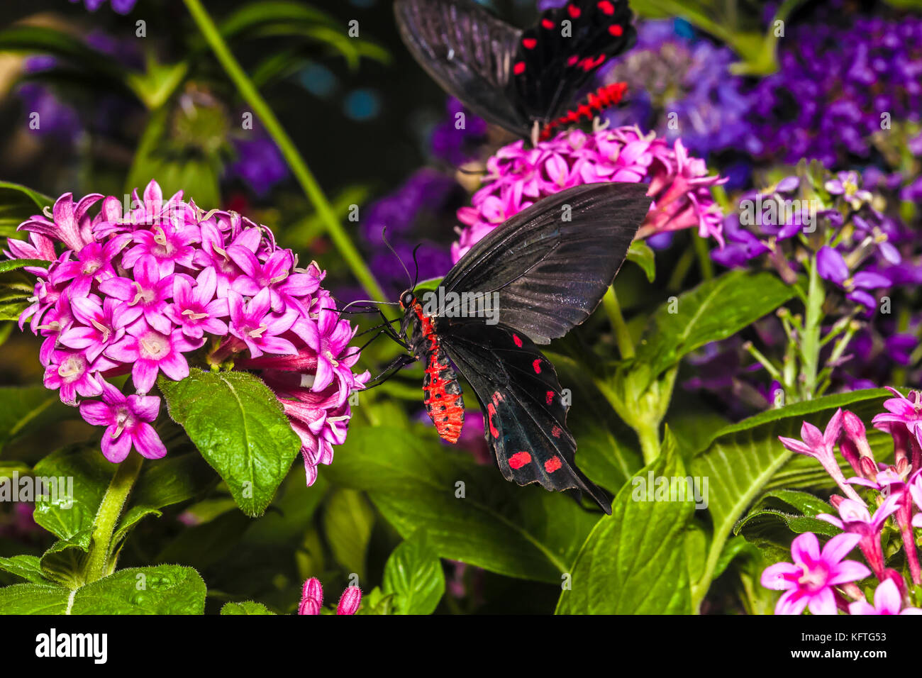 swallowtail butterfly on colorful flowers Stock Photo - Alamy
