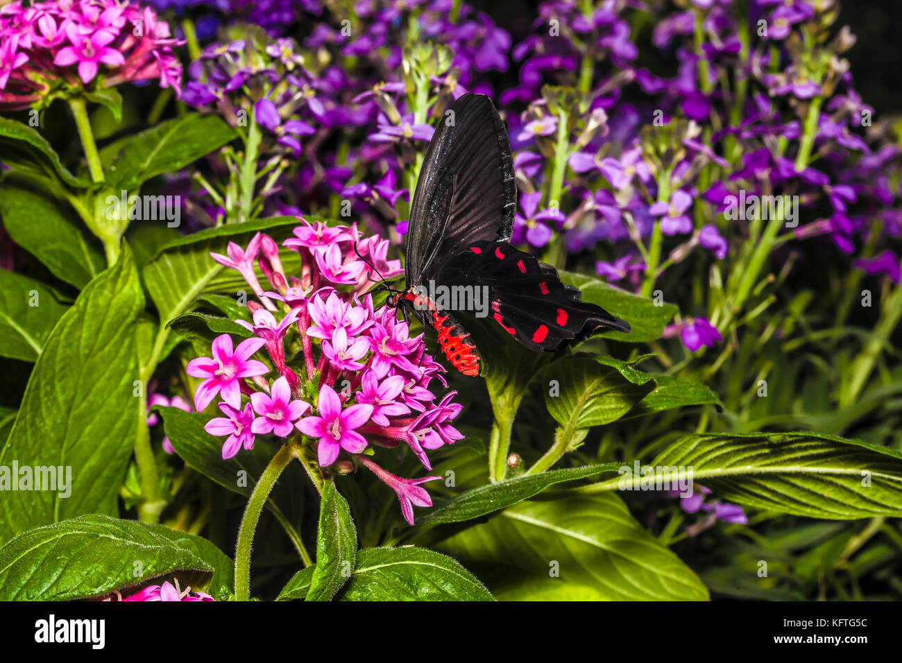 swallowtail butterfly on colorful flowers Stock Photo - Alamy