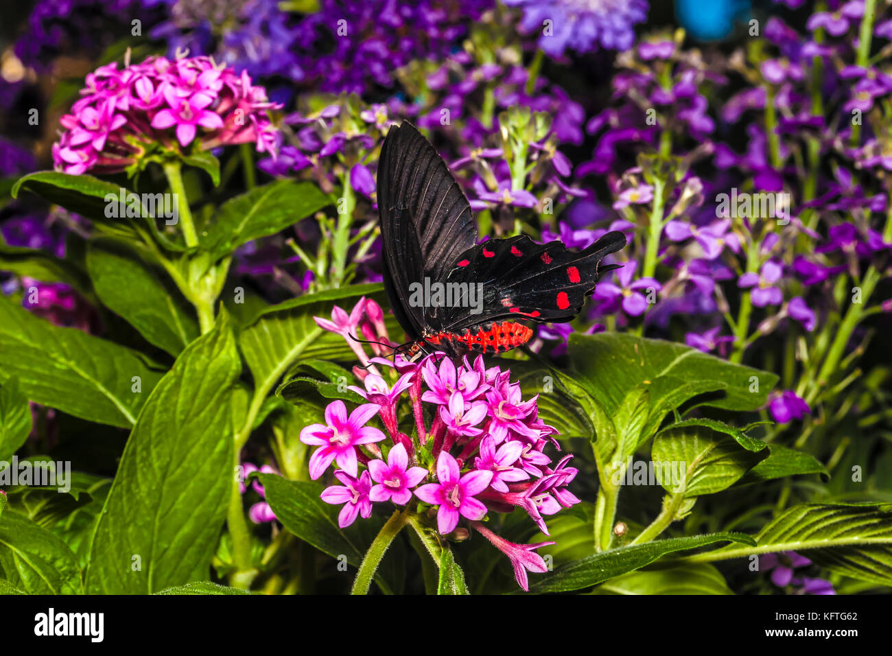 swallowtail butterfly on colorful flowers Stock Photo - Alamy