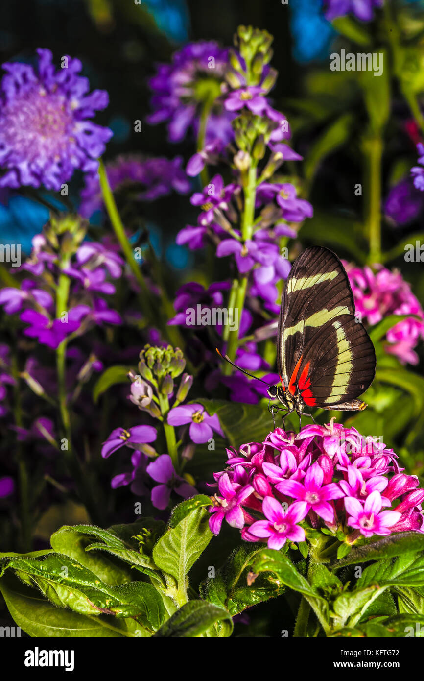 butterfly on colorful flowers Stock Photo - Alamy