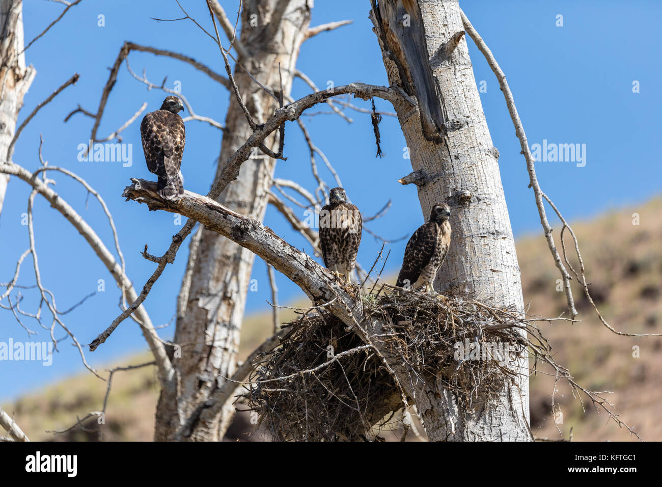 Juvenile red-tailed hawks (Buteo jamaicensis) Echo, Oregon, USA Stock ...
