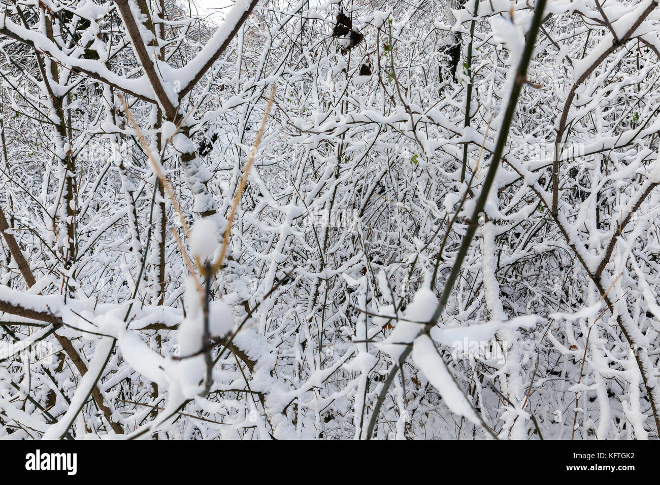 Trees under the snow Stock Photo - Alamy