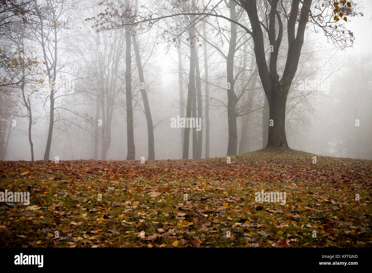 Autumn forest and fog Stock Photo - Alamy