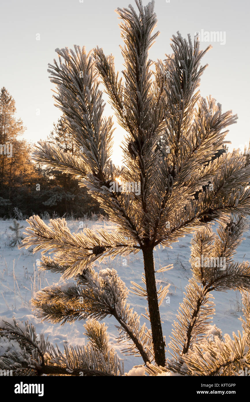 Pines in the Winter Stock Photo - Alamy