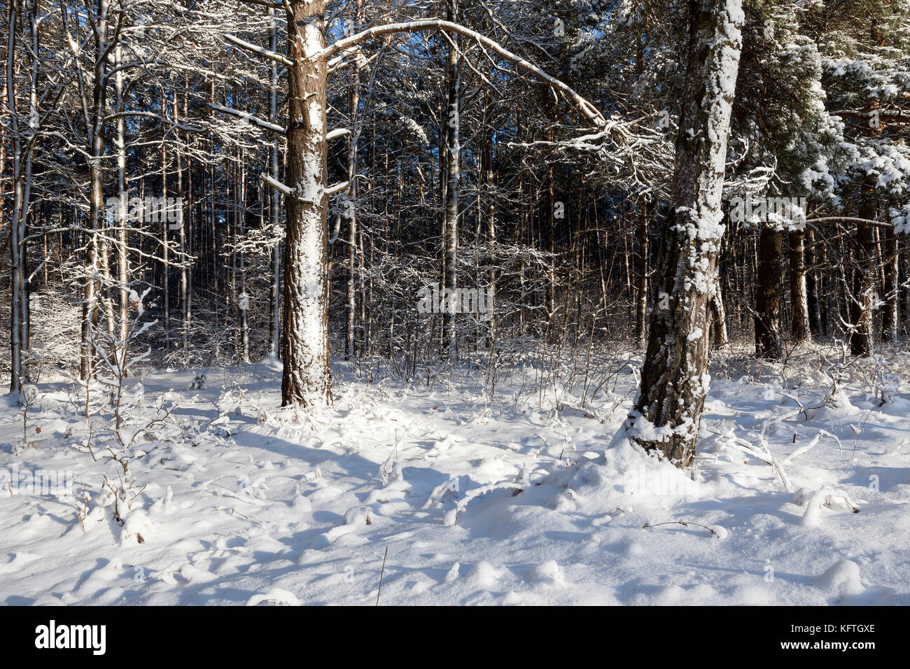Forest in winter Stock Photo - Alamy