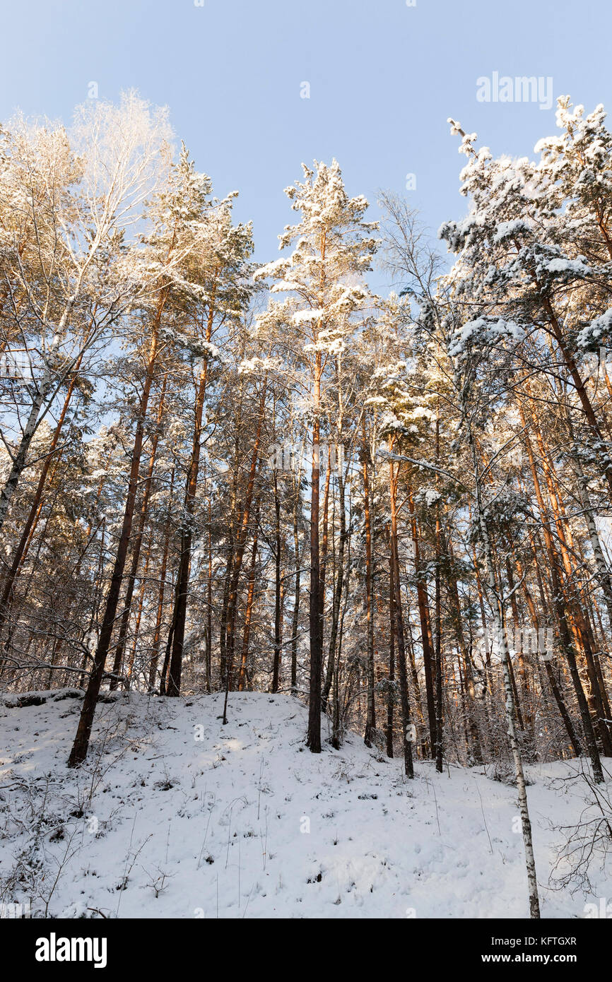 Snow in winter Stock Photo - Alamy