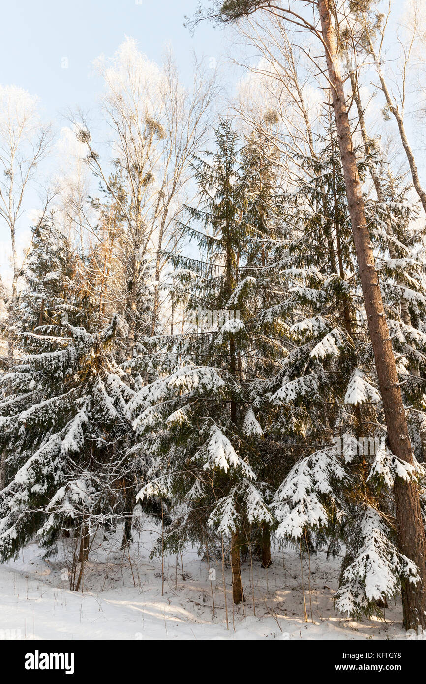 Trees in winter Stock Photo - Alamy