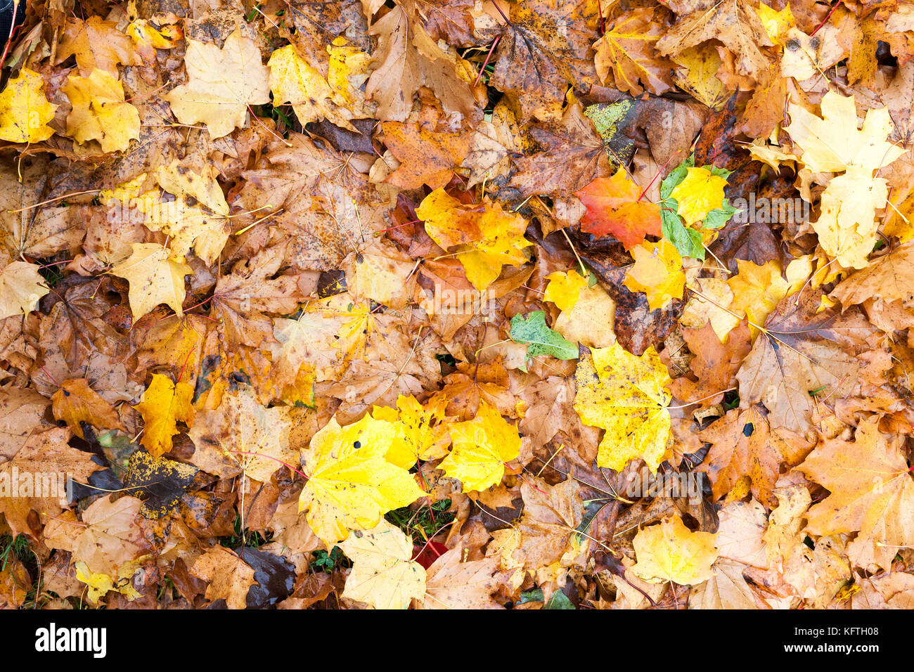 The fallen maple leaves Stock Photo - Alamy