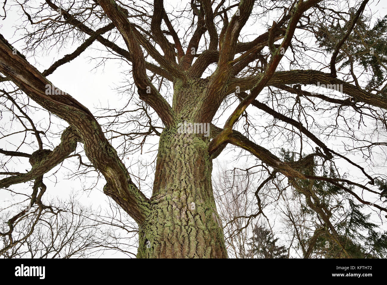 Leafy bough hi-res stock photography and images - Alamy
