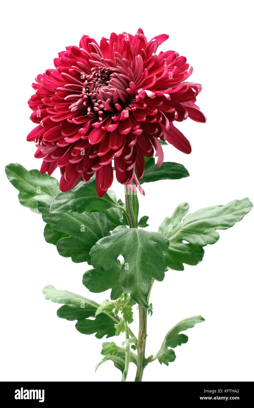 Big magenta chrysanthemum flower isolated on white background Stock ...