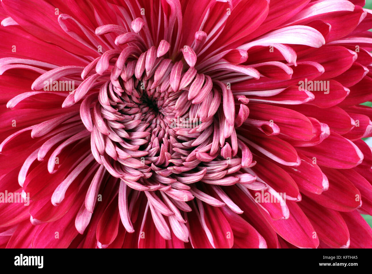 Beautiful magenta chrysanthemum flower autumn hi-res stock photography ...