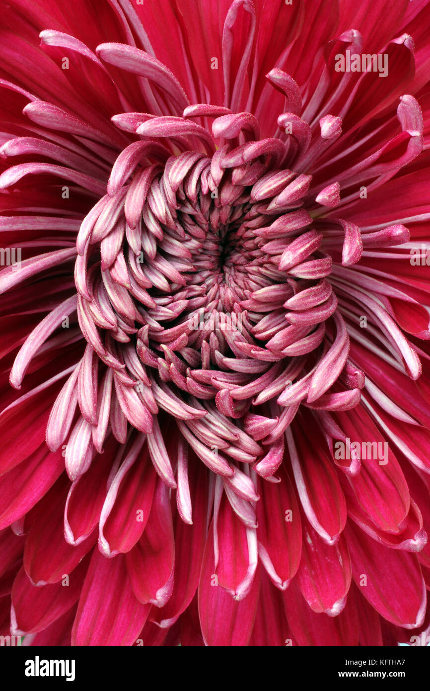 Big magenta chrysanthemum flower. Closeup. Macro Stock Photo - Alamy