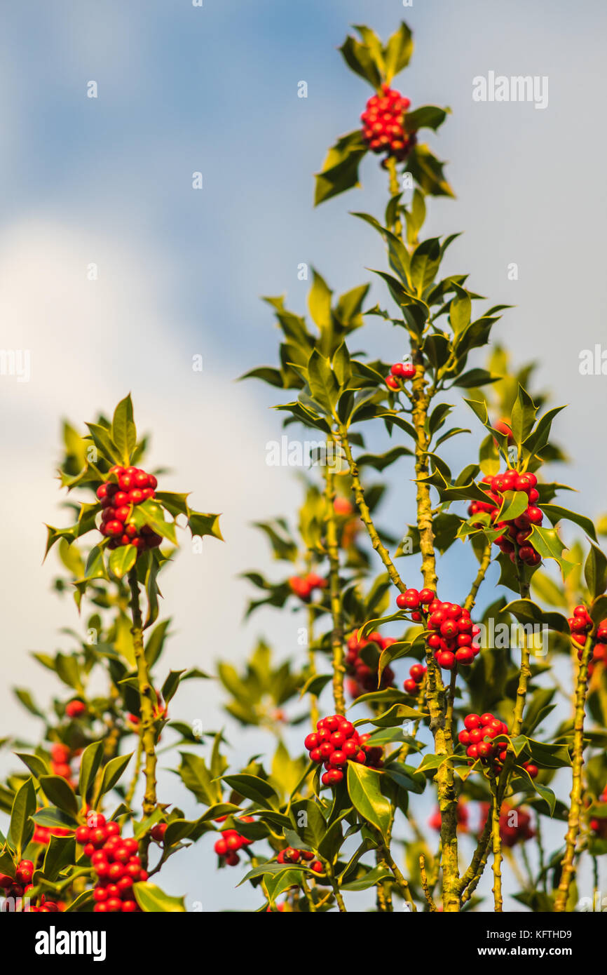 Branch of a European holly tree with red berries against blue sky ...