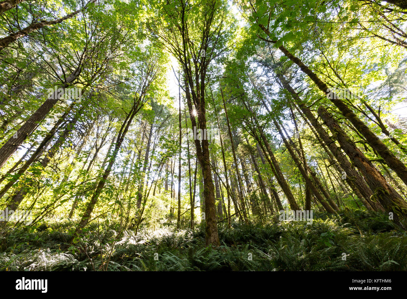 The view looking up into the forest trees above a hiking trail Stock ...