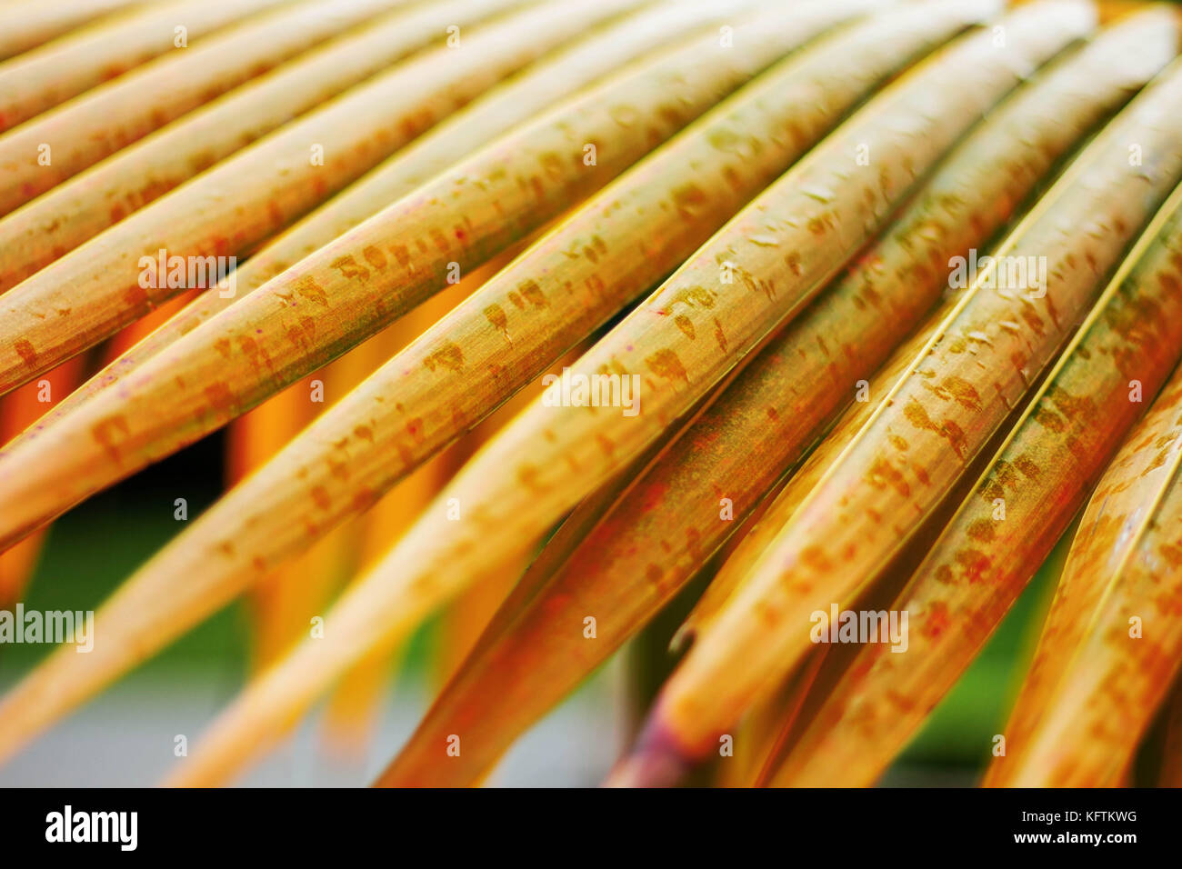 Coconut leaf of coloring with sunlight Stock Photo - Alamy