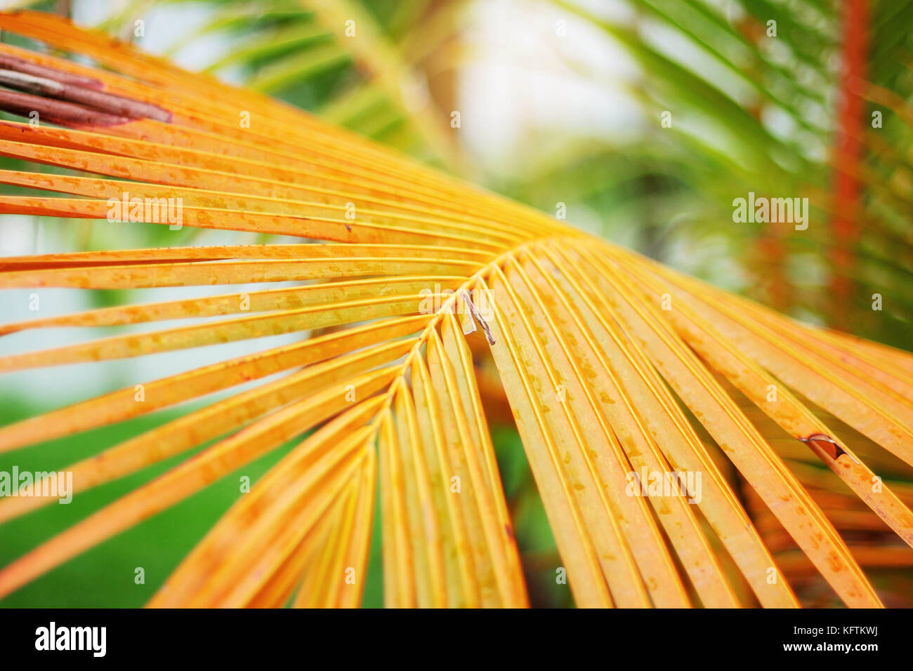 Coconut leaf coloring with light in the garden Stock Photo - Alamy