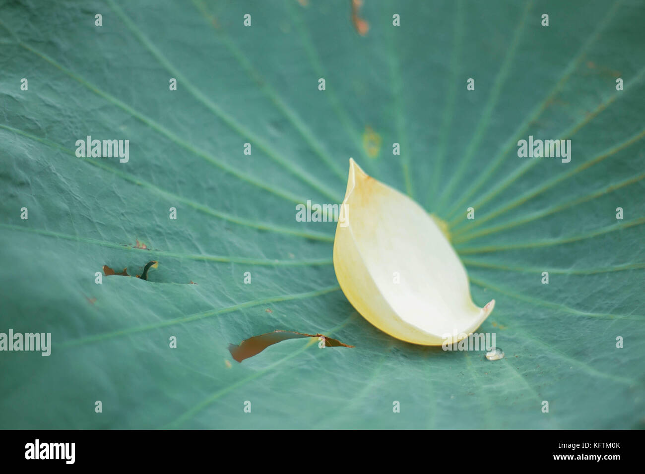 white lotus petals are wilted naturally on leaves Stock Photo - Alamy