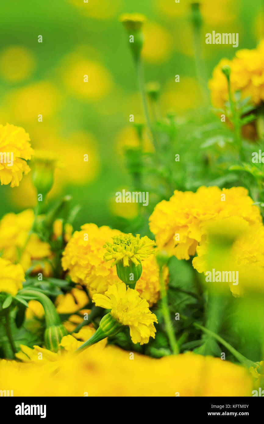marigold flowers with beauty in the garden Stock Photo - Alamy