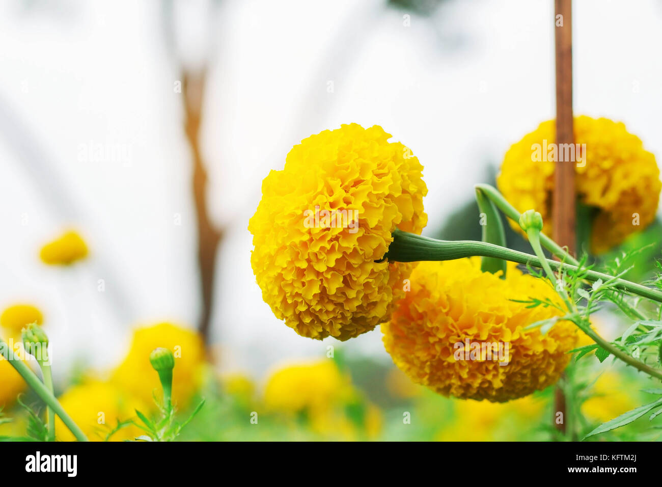 Marigold flowers with the beauty of nature in garden Stock Photo - Alamy