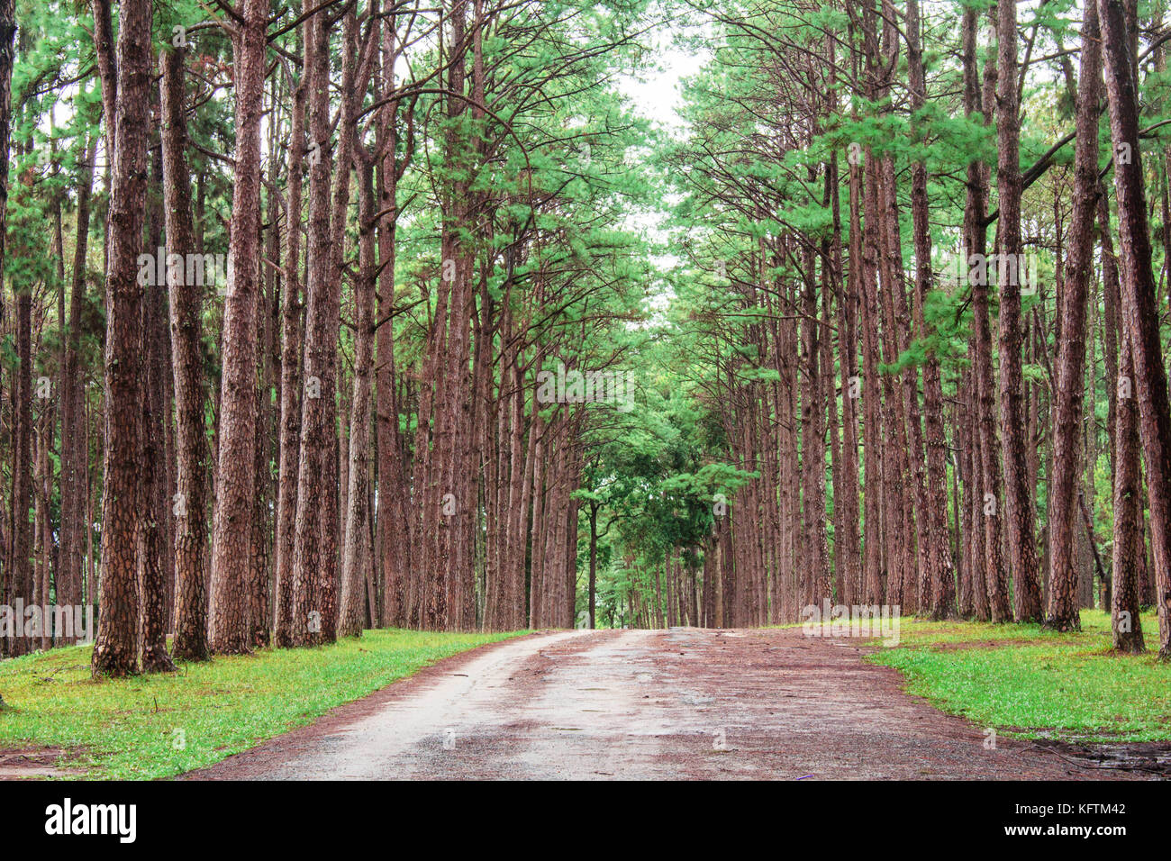 Pine trees and pathways in garden with the natural shade Stock Photo ...