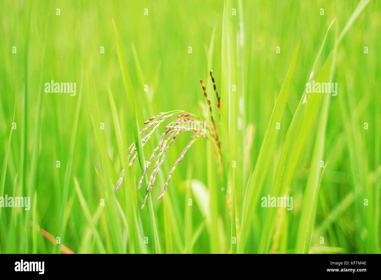 Rice of nature in the rainy season Stock Photo - Alamy
