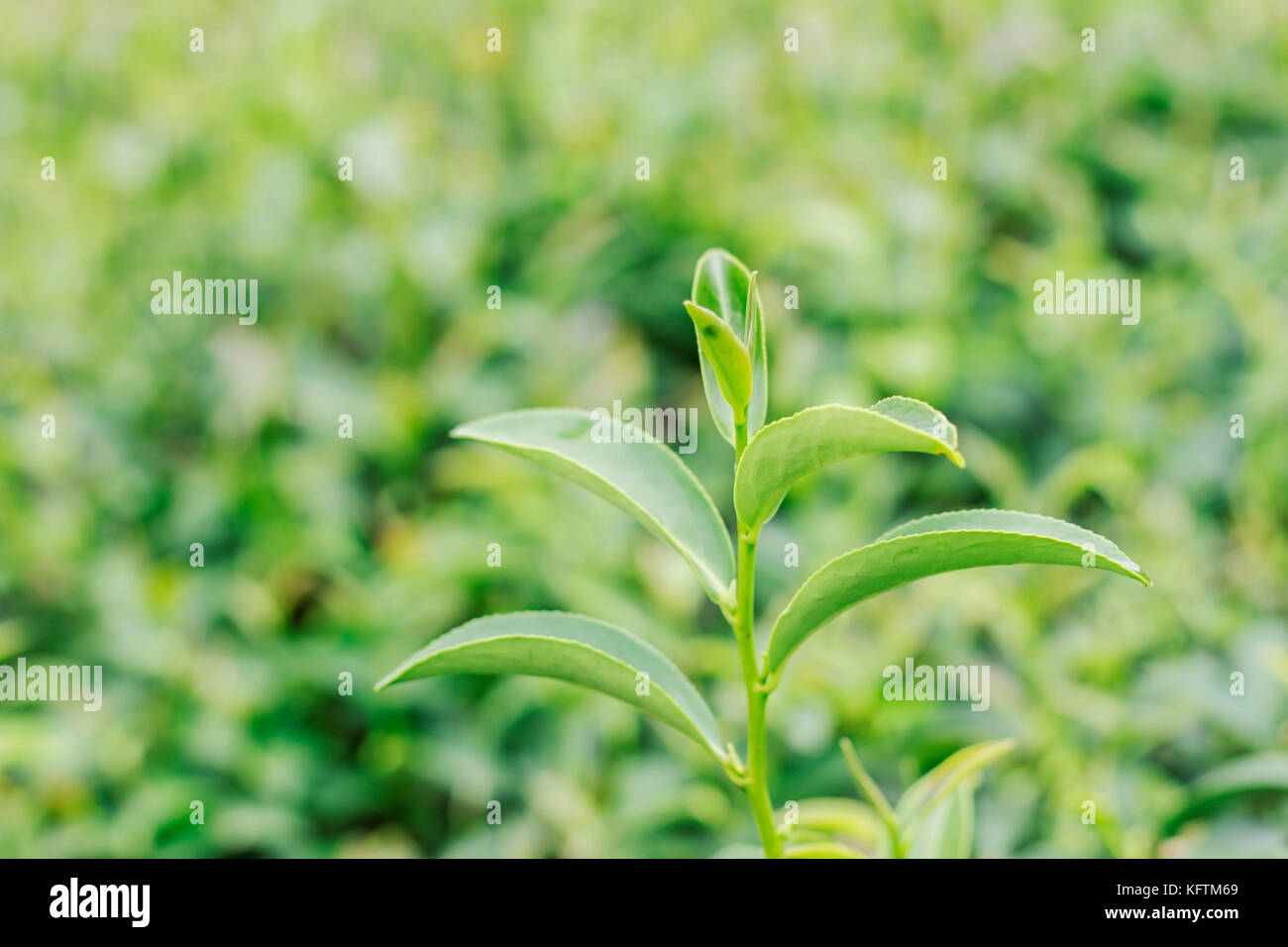 Tea with nature on green background Stock Photo - Alamy