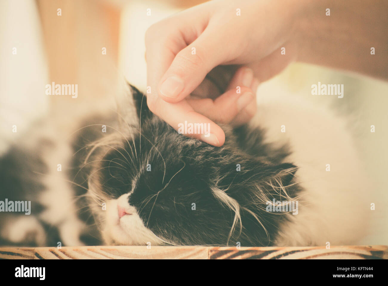 woman hand petting a kitty cat head, love to animals, soft focus and ...
