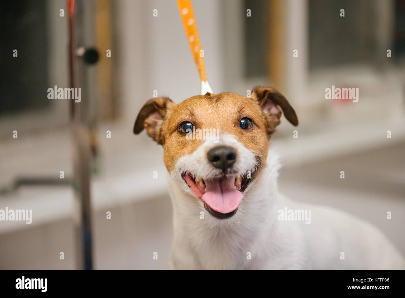 Happy dog on grooming table in restraint rope harness noose loop Stock ...