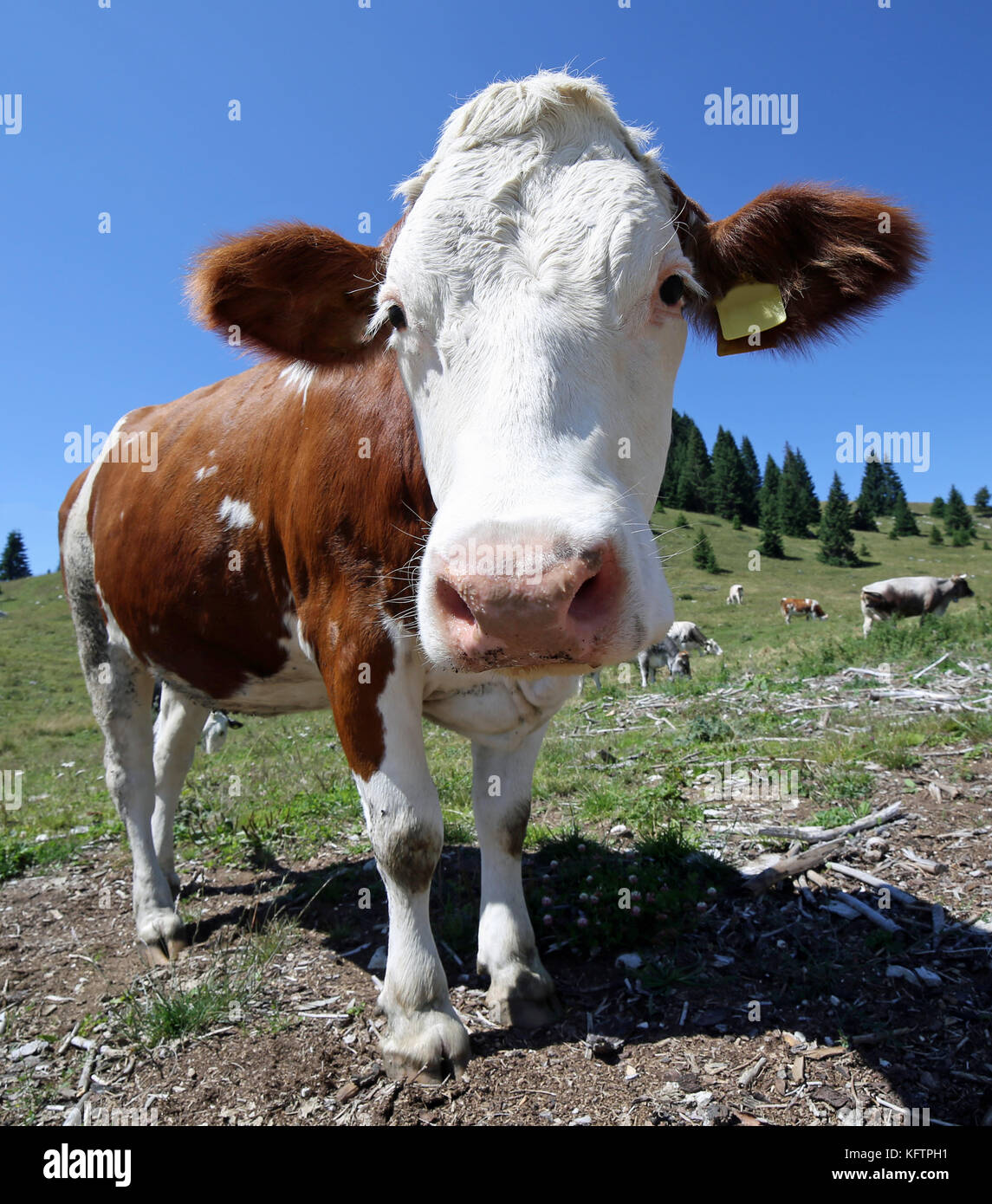 curious large cow in the mountains photographed with fisheye lens Stock ...