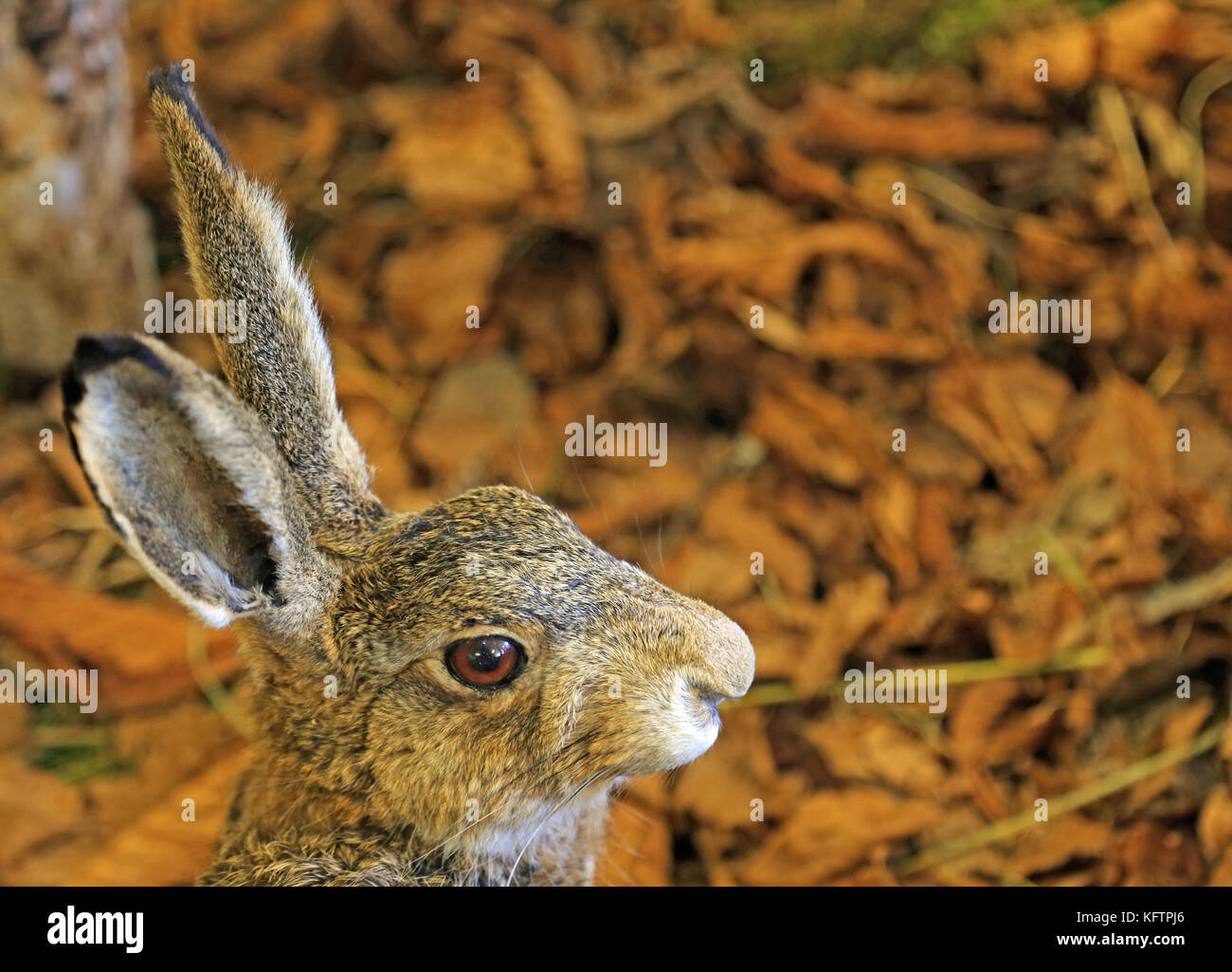 hare with long ears in autumn Stock Photo - Alamy
