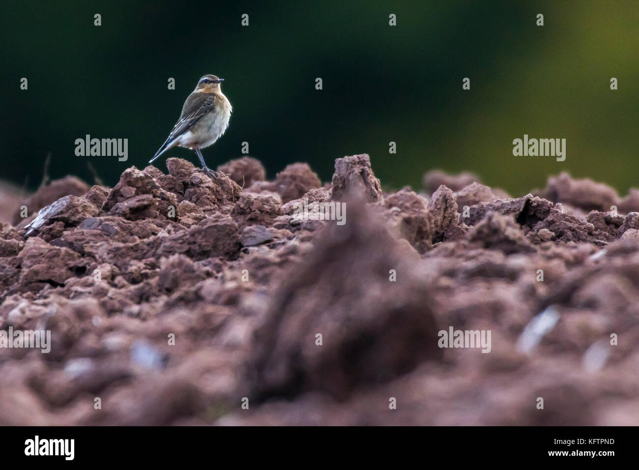 A common wheatear on a field near Börsborn/germany Stock Photo - Alamy