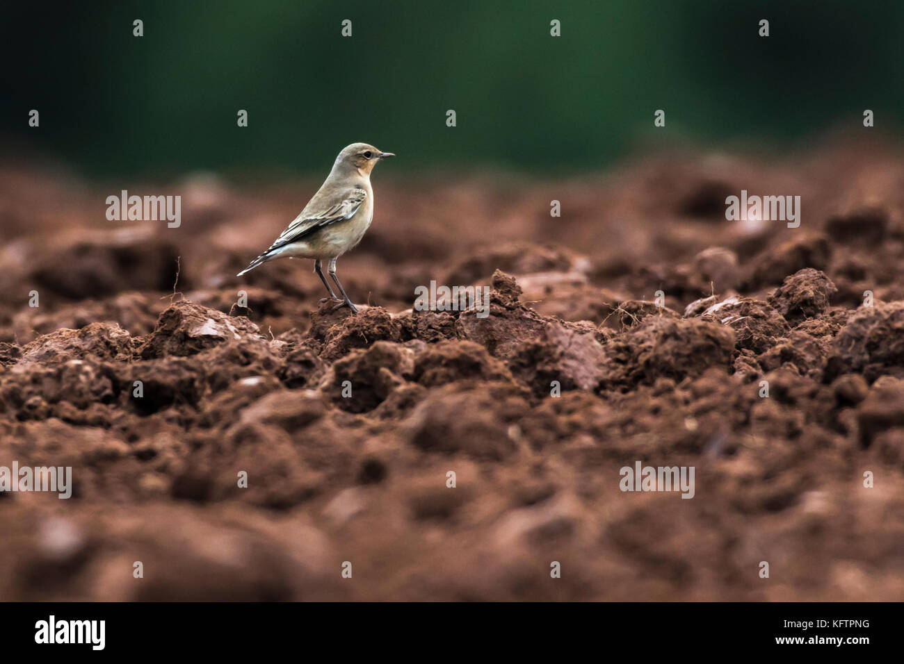 A common wheatear on a field near Börsborn/germany Stock Photo - Alamy